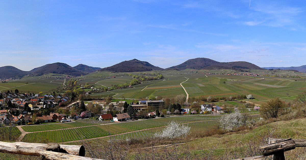 Die kleine Kalmit (Atlas der Weinkultur in Rheinland-Pfalz)